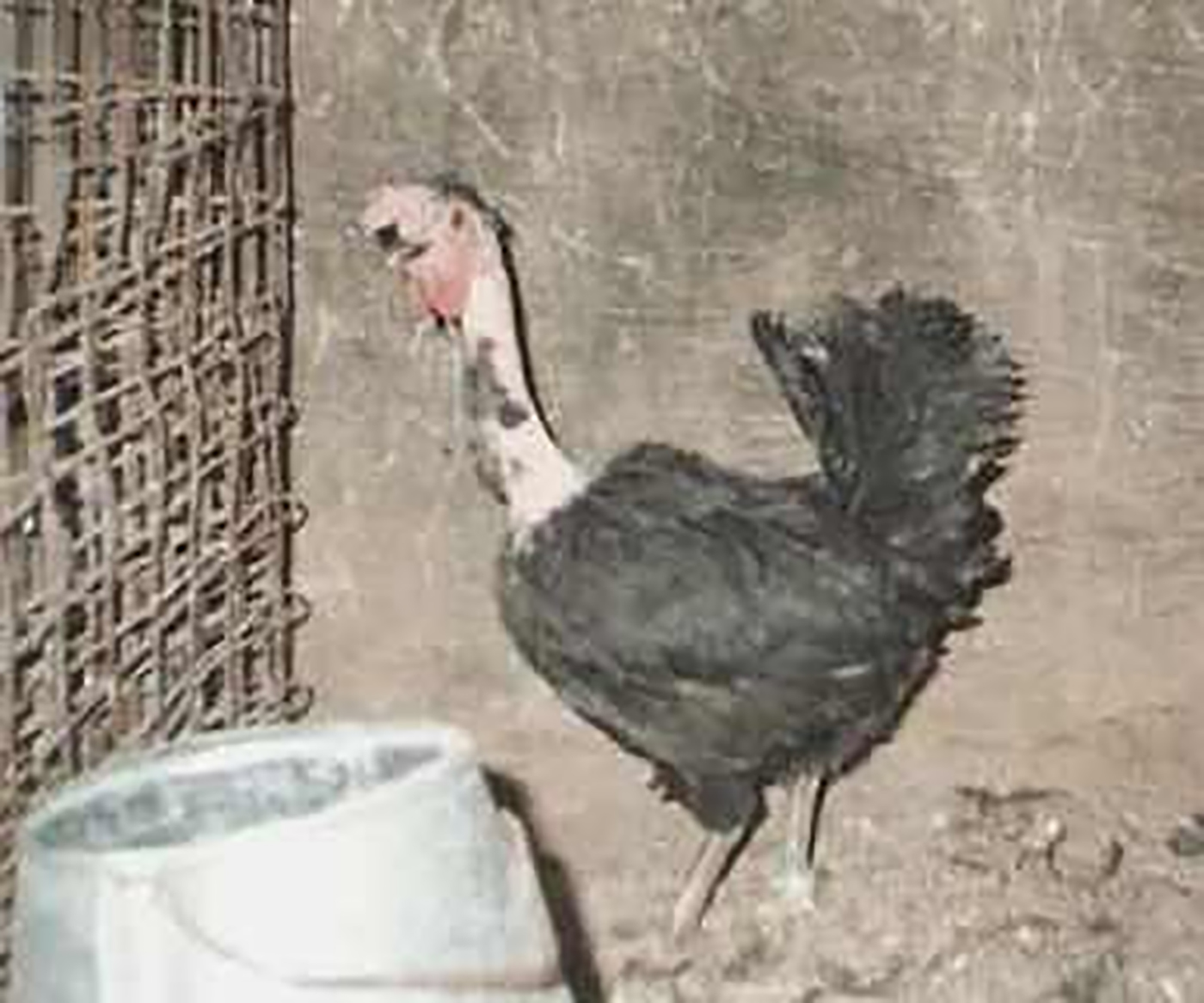 Morphological, reproductive and productive characteristics of Sudanese ...
