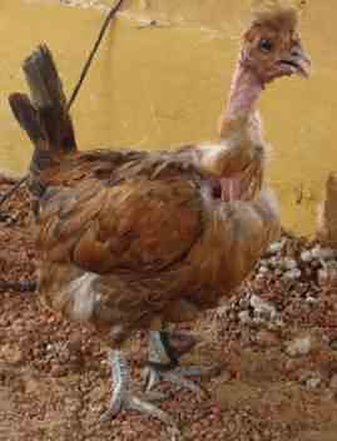 Morphological, reproductive and productive characteristics of Sudanese ...