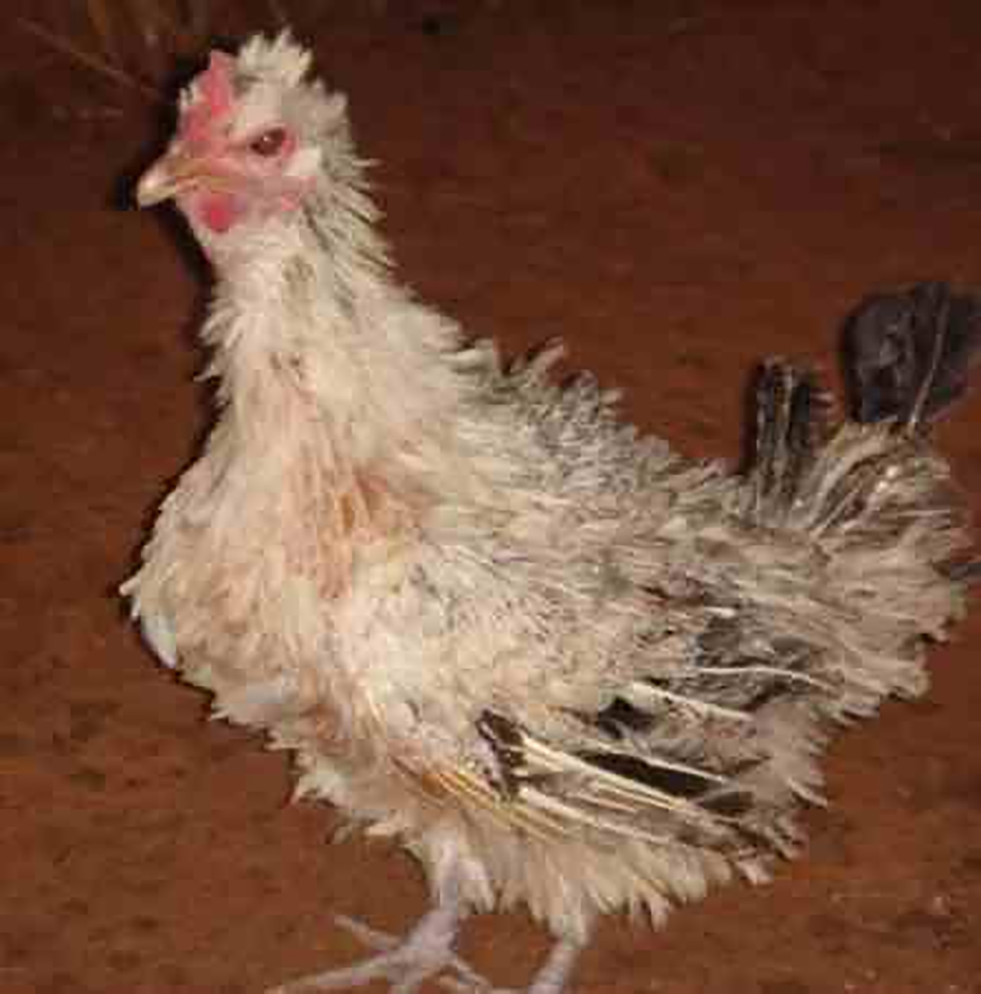 Morphological, reproductive and productive characteristics of Sudanese ...