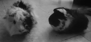 El cuy (Cavia porcellus): un recurso andino de interés agroalimentario ...