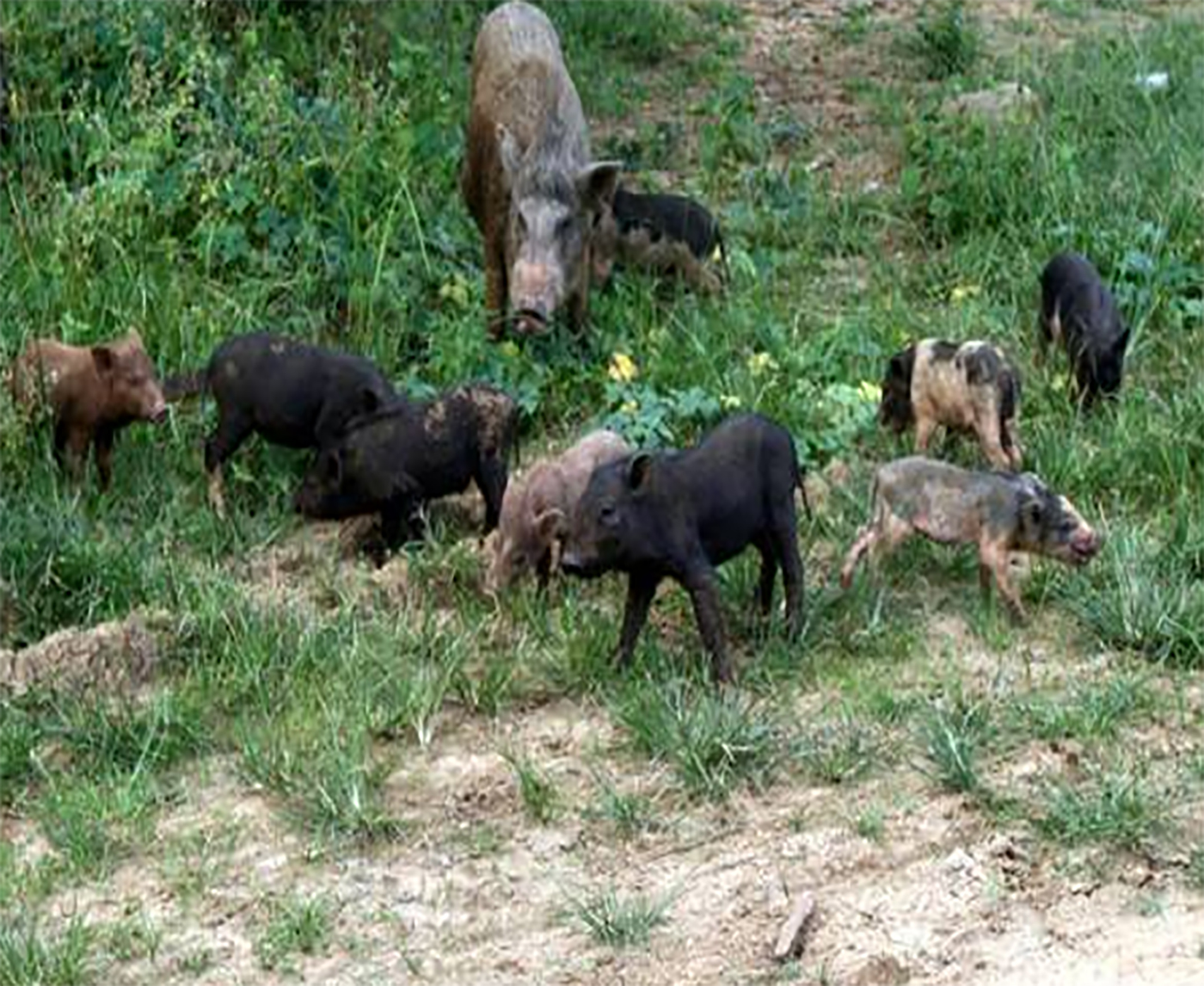 Nicobari pig: an indigenous pig germplasm of the Nicobar group of ...