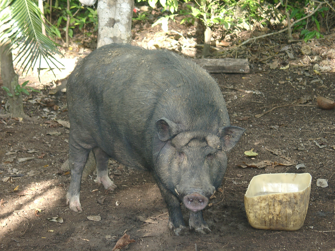 Nicobari pig: an indigenous pig germplasm of the Nicobar group of ...