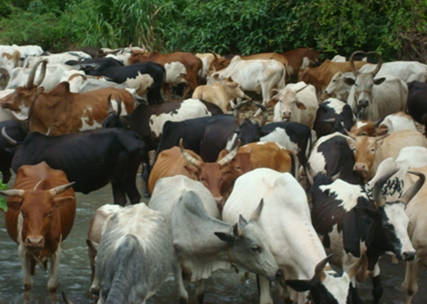 On-farm phenotypic characterization of Mursi cattle in its production ...