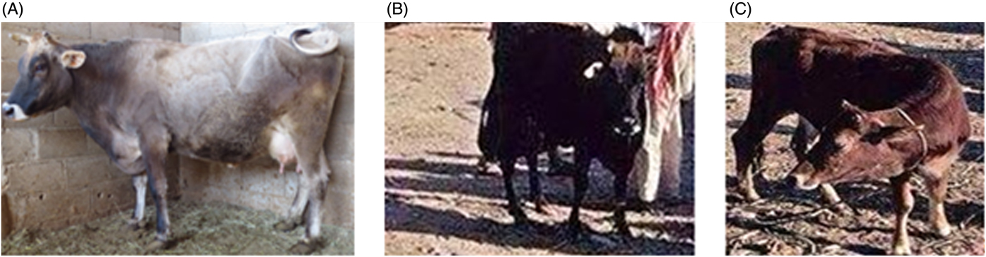 Current situation and diversity of indigenous cattle breeds of Saudi ...
