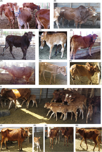 Current situation and diversity of indigenous cattle breeds of Saudi ...