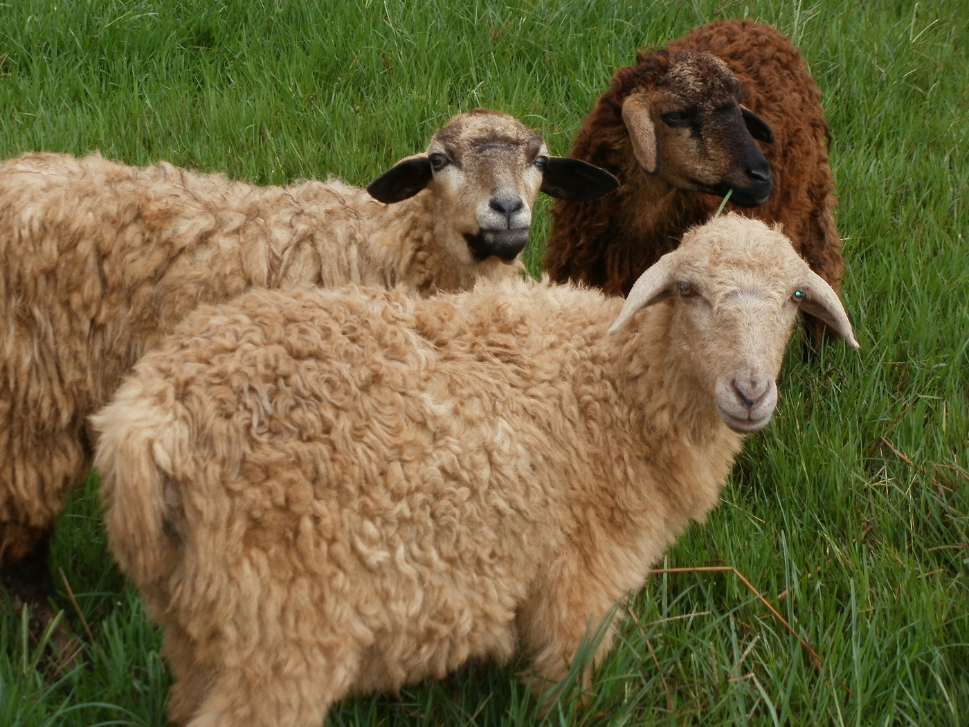 Morphometrical and production traits of Bengal sheep in West Bengal ...