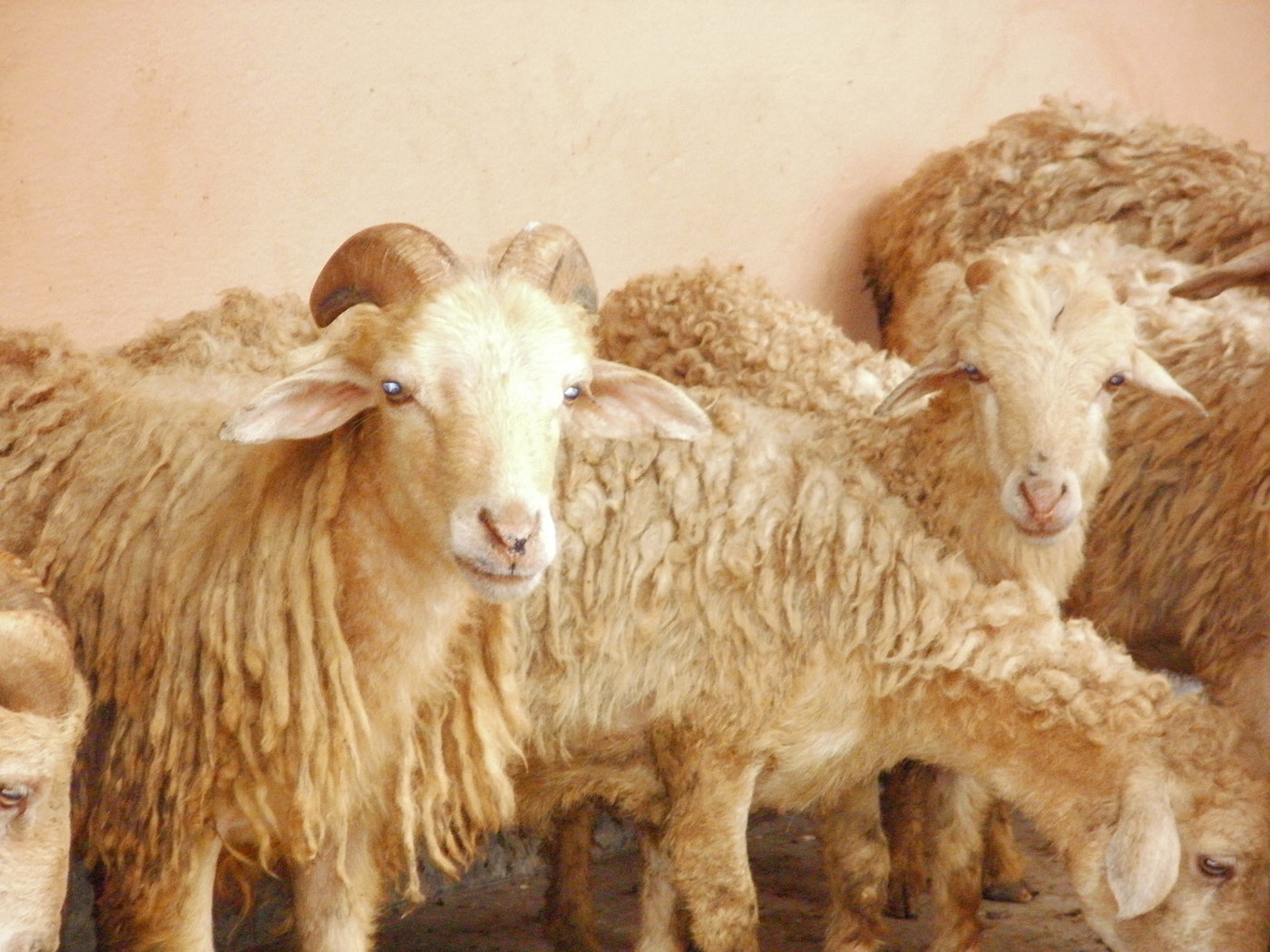 Morphometrical and production traits of Bengal sheep in West Bengal ...
