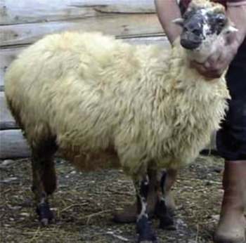 The domestic livestock resources of Turkey: sheep breeds and cross ...