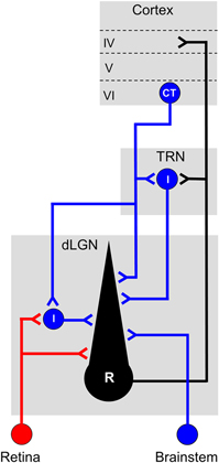Organization of the dorsal lateral geniculate nucleus in the mouse ...