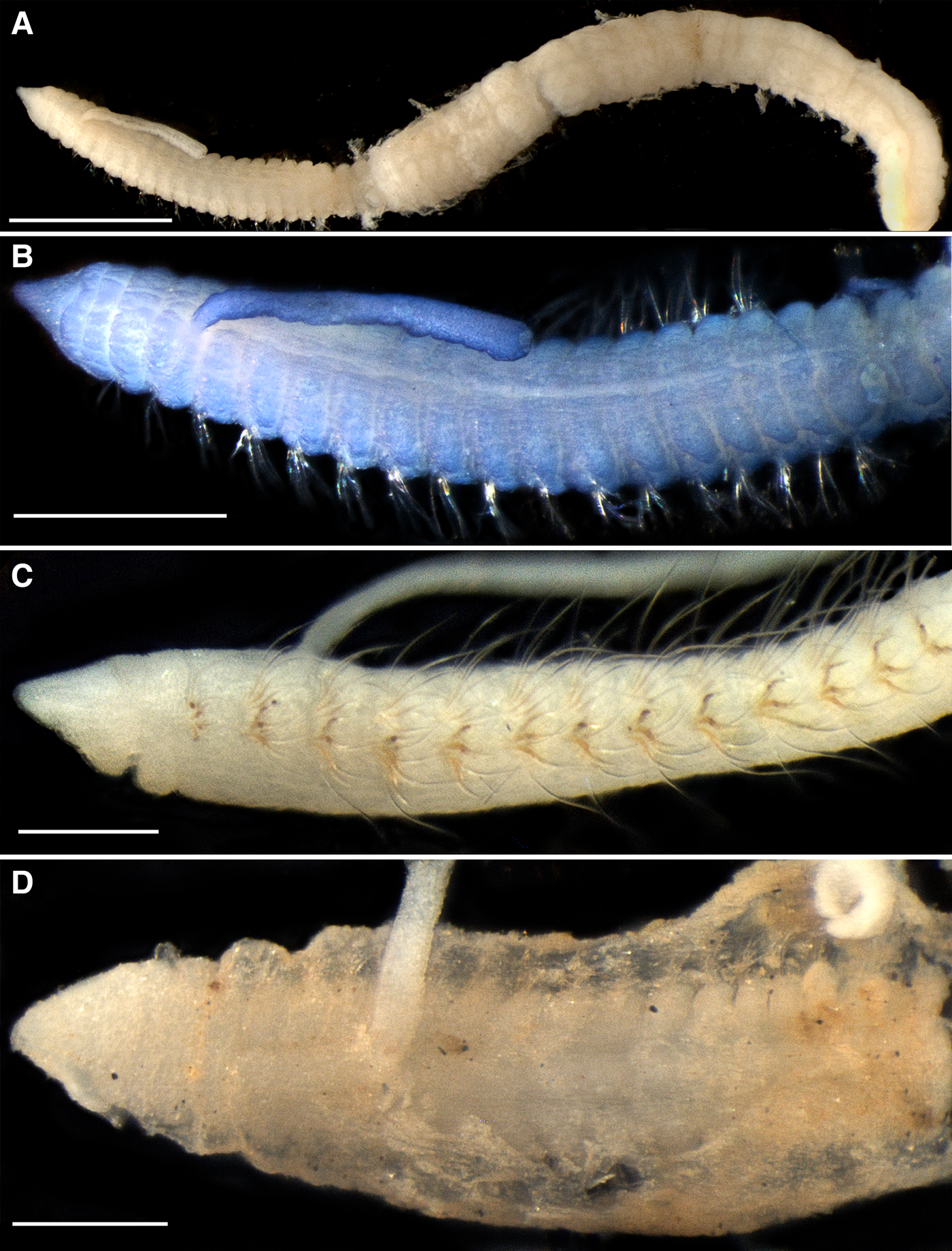 Two new species of Cossura (Cossuridae, Annelida) from the terminal ...