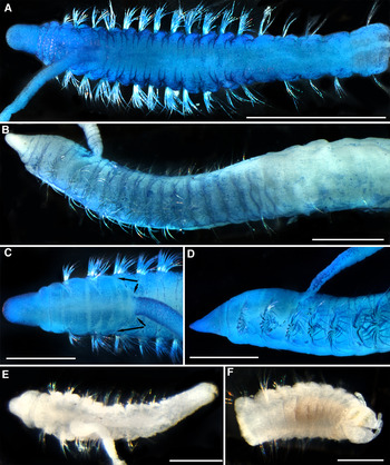 Two new species of Cossura (Cossuridae, Annelida) from the terminal ...
