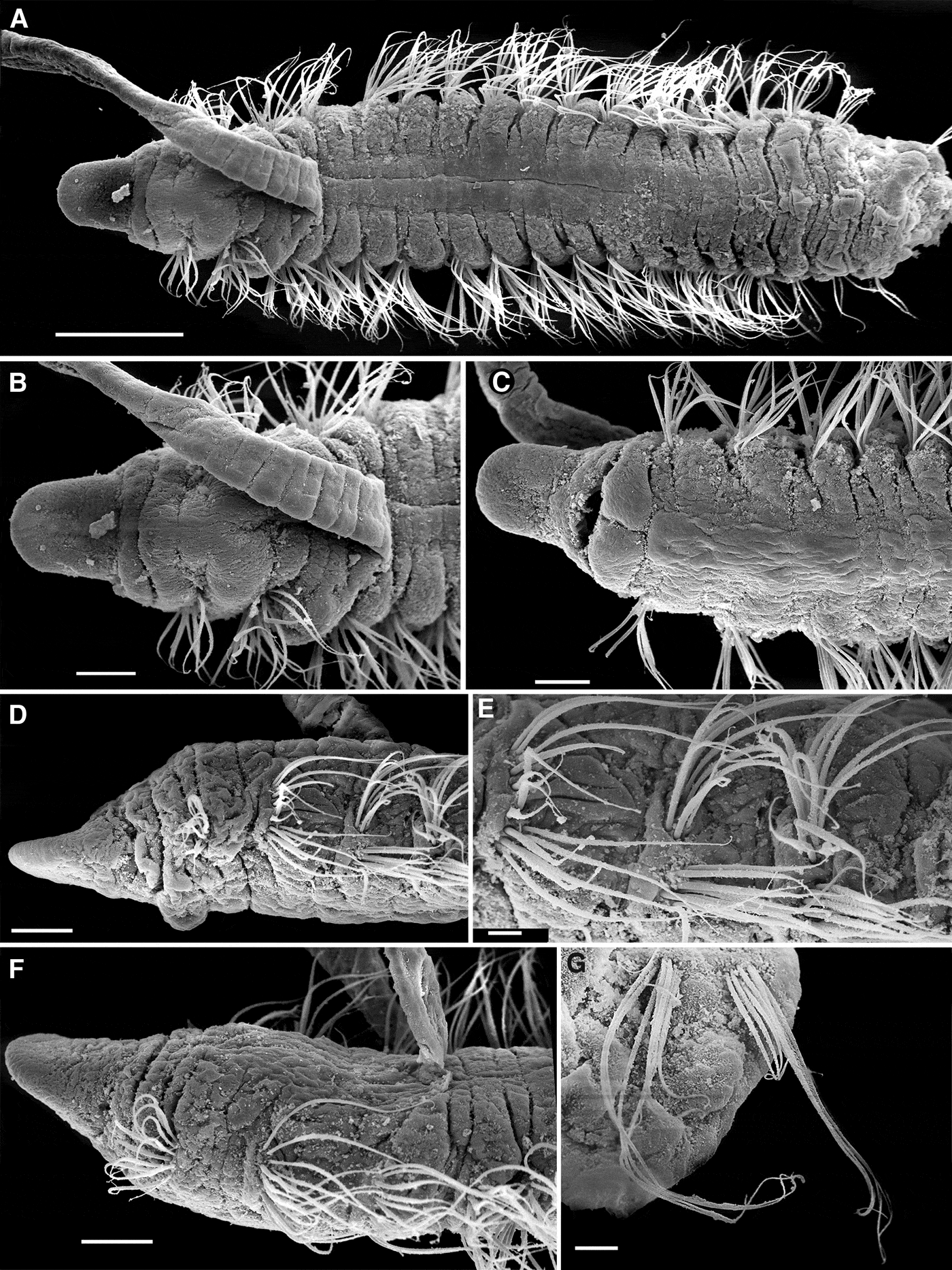 Two new species of Cossura (Cossuridae, Annelida) from the terminal ...