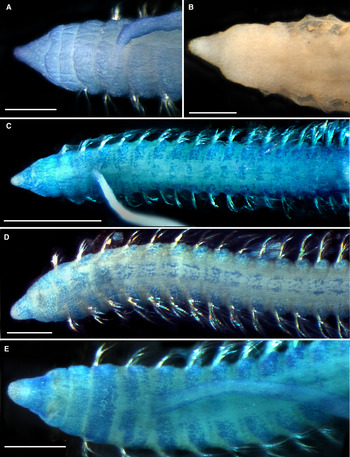 Two new species of Cossura (Cossuridae, Annelida) from the terminal ...