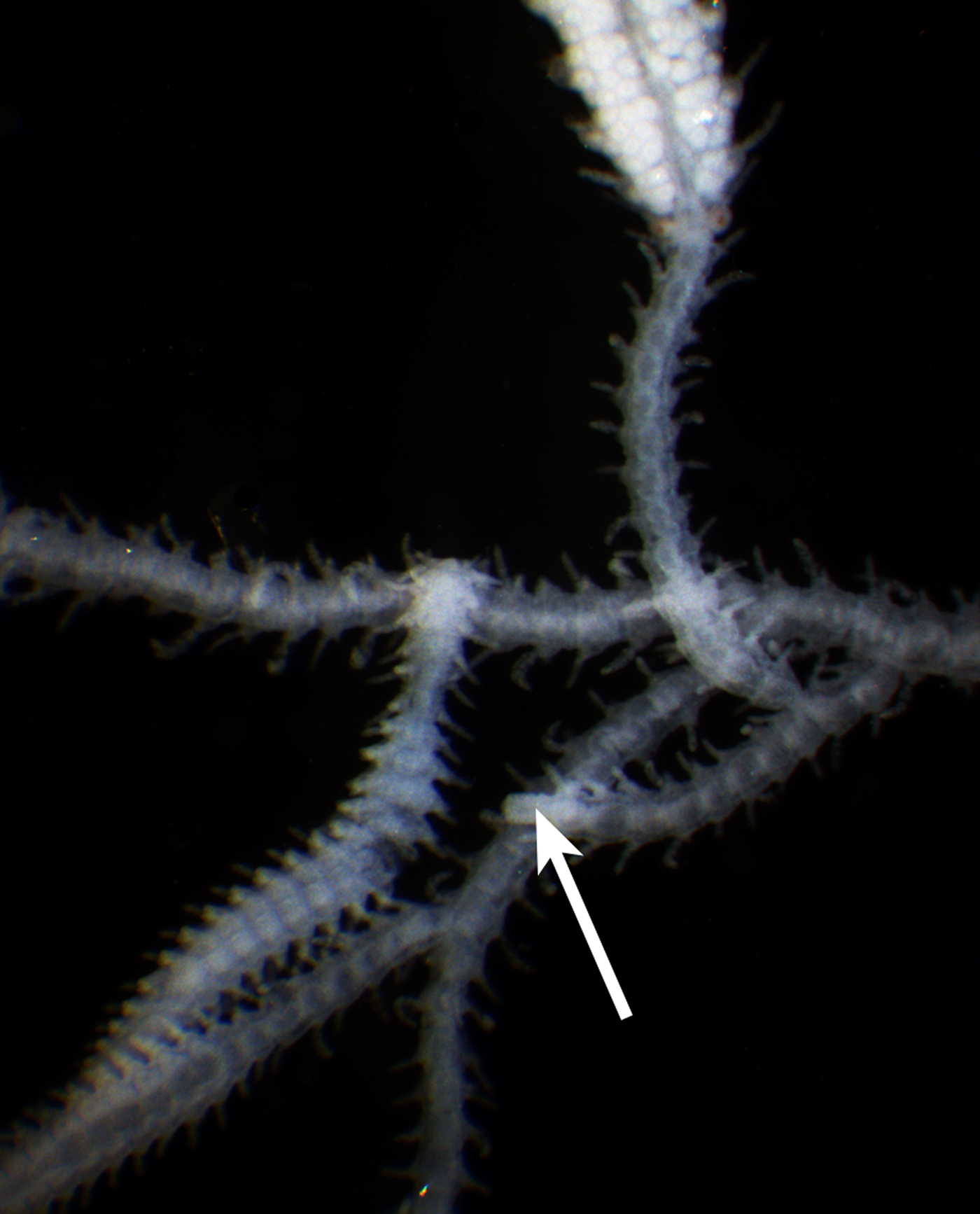 New observations on reproduction in the branching polychaetes ...