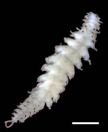 New observations on reproduction in the branching polychaetes ...