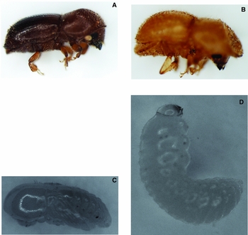 Occurrence of Euwallacea sp. (Coleoptera: Scolytidae) and its ambrosia ...