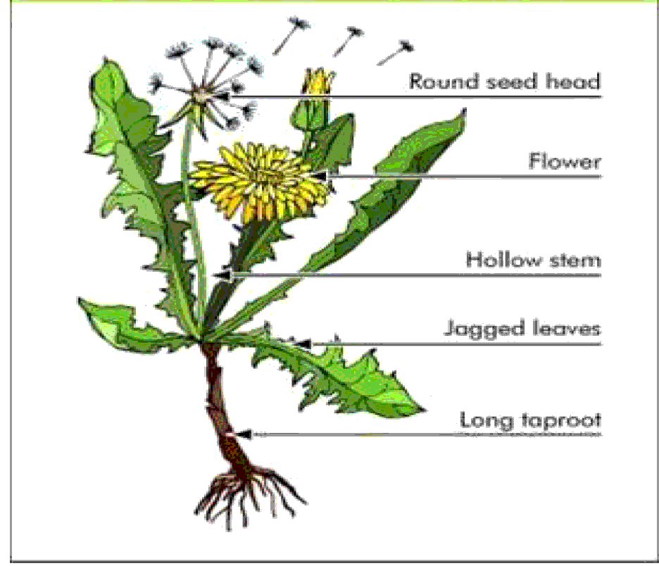 Beneficial uses of dandelion herb (Taraxacum officinale) in poultry ...
