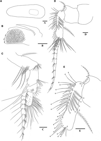 First report of Leptostraca from South-east Asia: Nebalia cambodiana sp ...