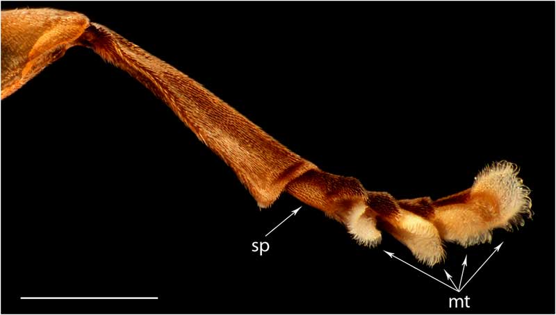 New findings on life history traits of Xenos peckii (Strepsiptera ...