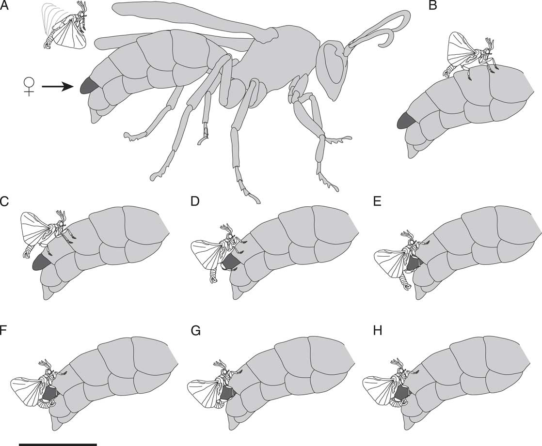 New findings on life history traits of Xenos peckii (Strepsiptera ...