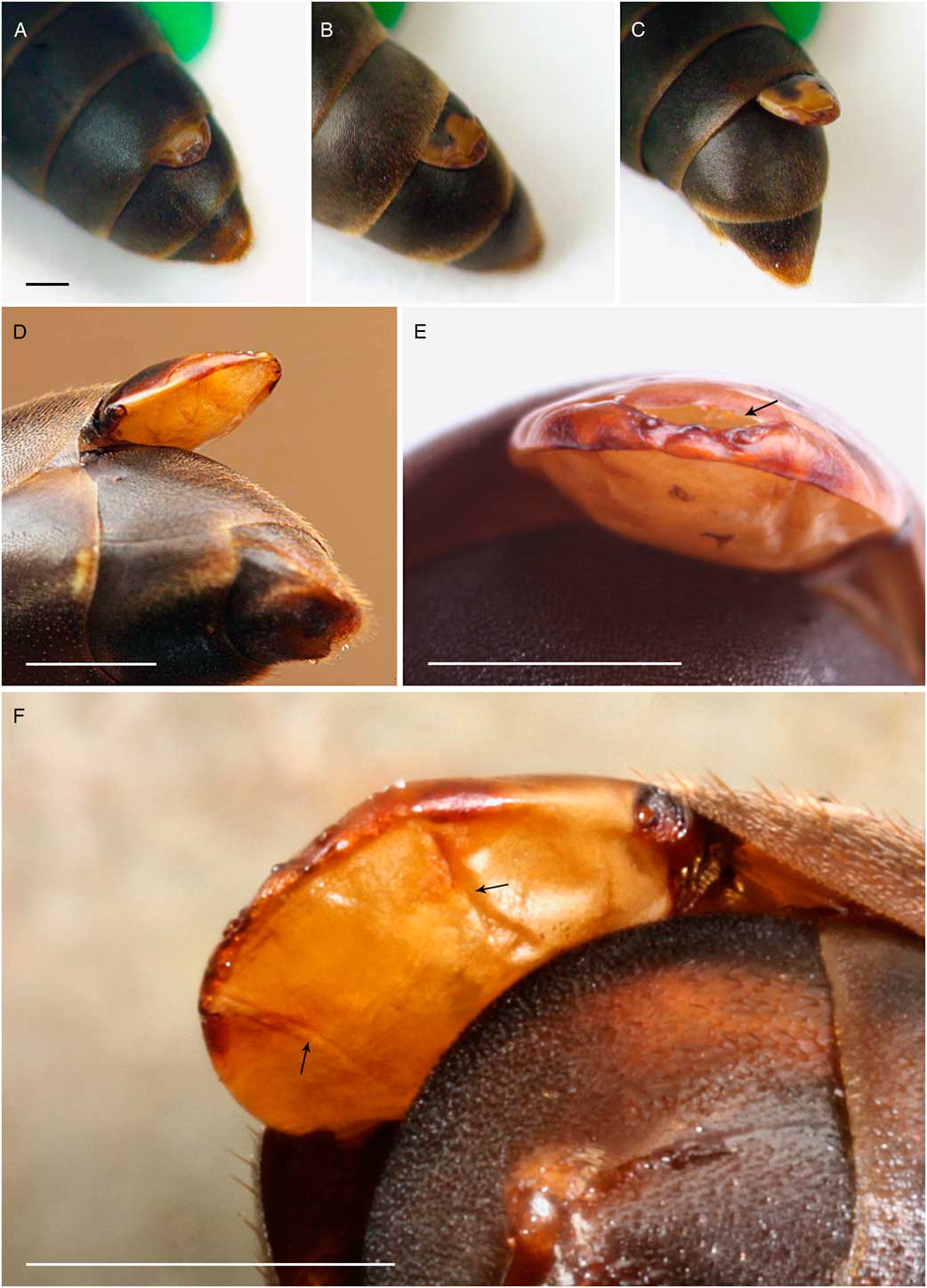 New findings on life history traits of Xenos peckii (Strepsiptera ...