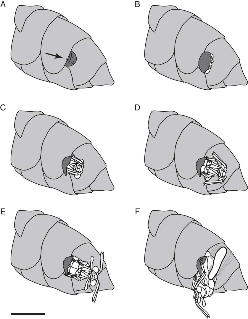 New findings on life history traits of Xenos peckii (Strepsiptera ...