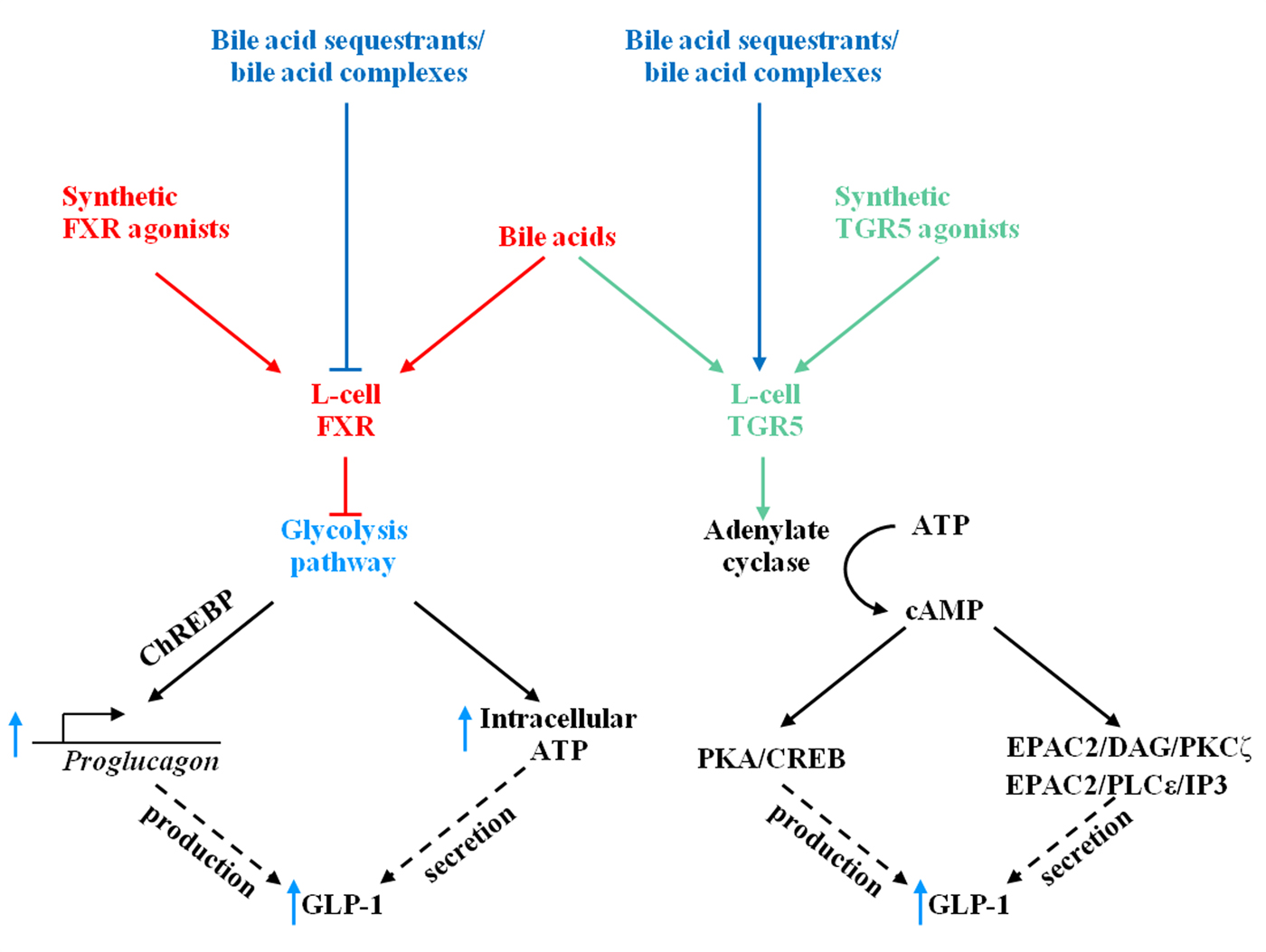 Intestinal bile acid receptors are key regulators of glucose ...