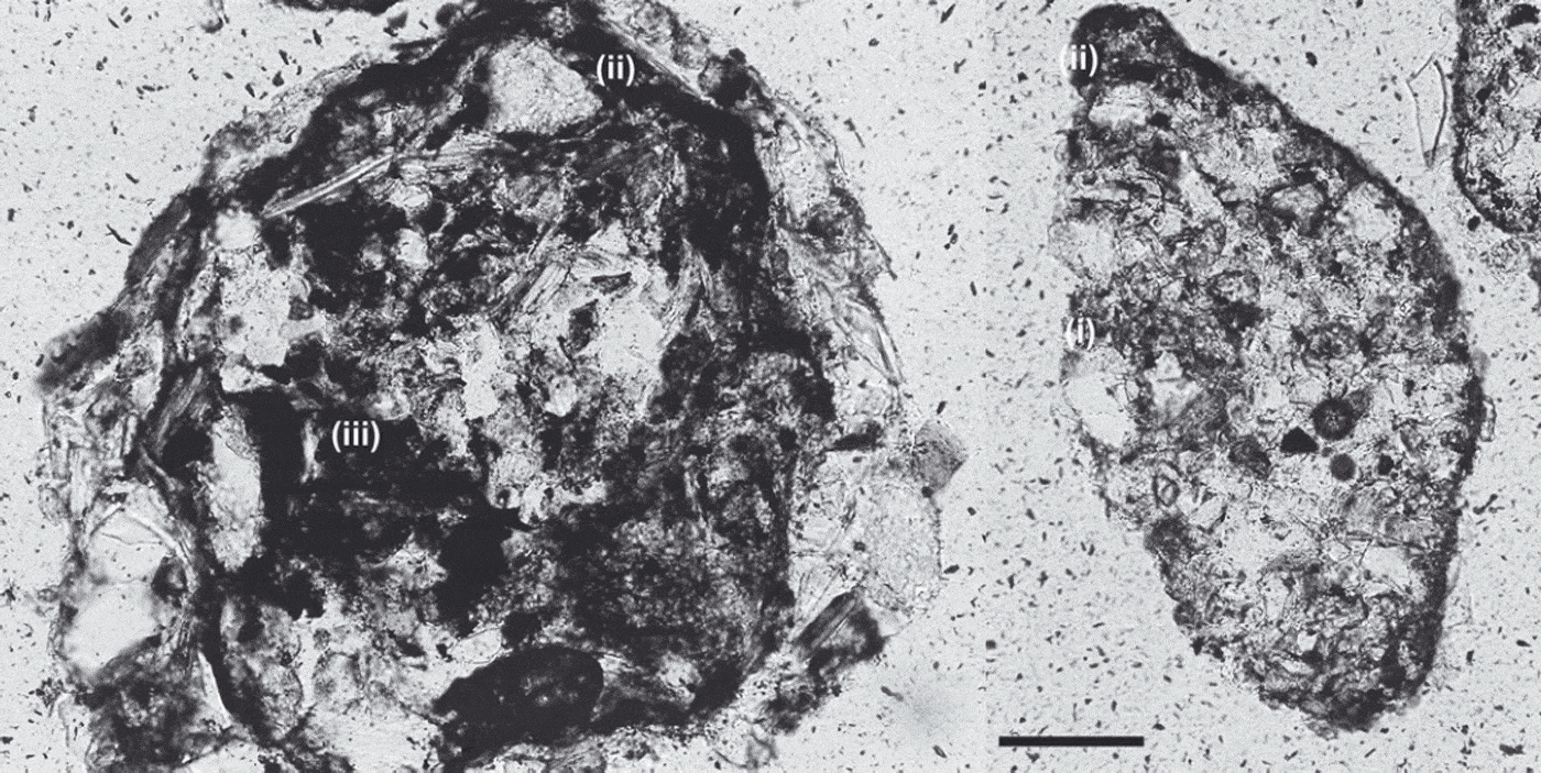 The microstructure and biogeochemistry of Arctic cryoconite granules ...