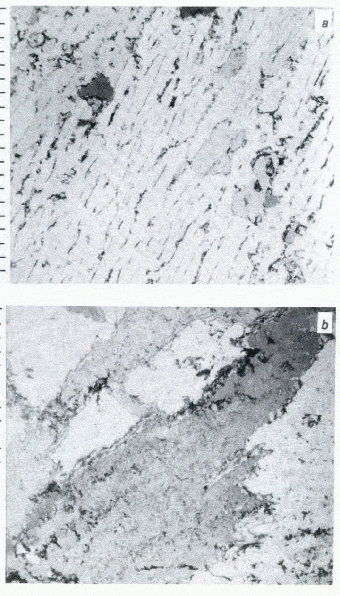 Structural characteristics of congelation and platelet ice and their ...