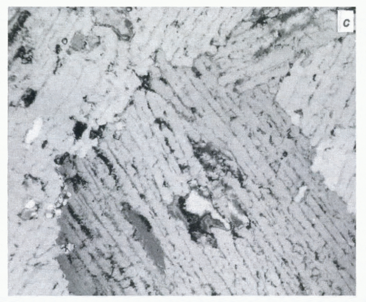 Structural characteristics of congelation and platelet ice and their ...