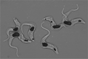 William Boog Leishman: parasitologist and politician | Parasitology ...