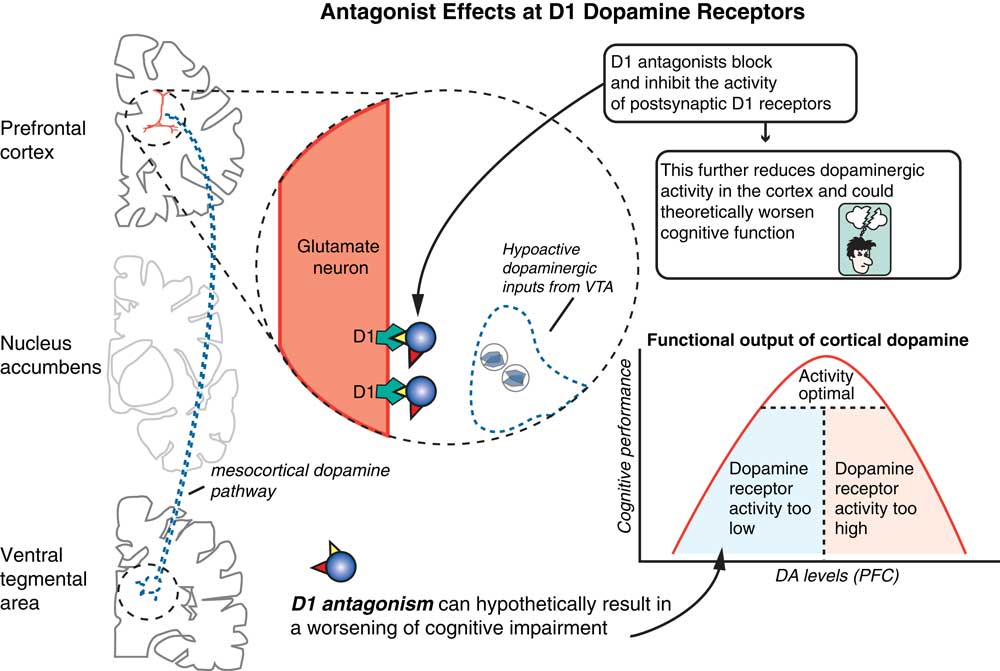 Drugs for psychosis and mood: unique actions at D3, D2, and D1 dopamine ...