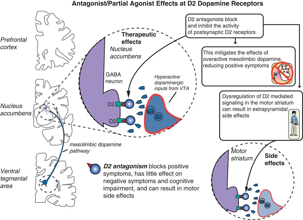 Drugs for psychosis and mood: unique actions at D3, D2, and D1 dopamine ...