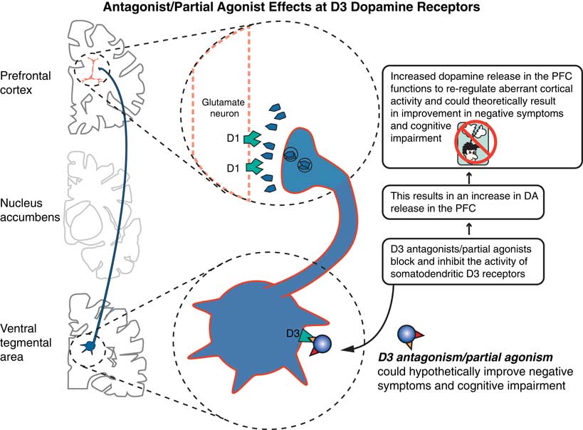 Drugs for psychosis and mood: unique actions at D3, D2, and D1 dopamine ...