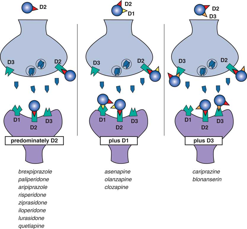 Drugs for psychosis and mood: unique actions at D3, D2, and D1 dopamine ...