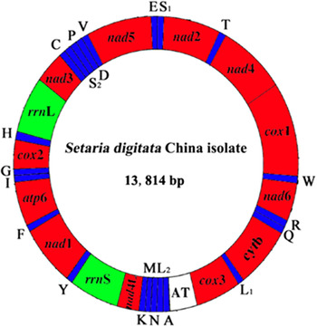 Characterization of the complete mitochondrial genome of Setaria ...