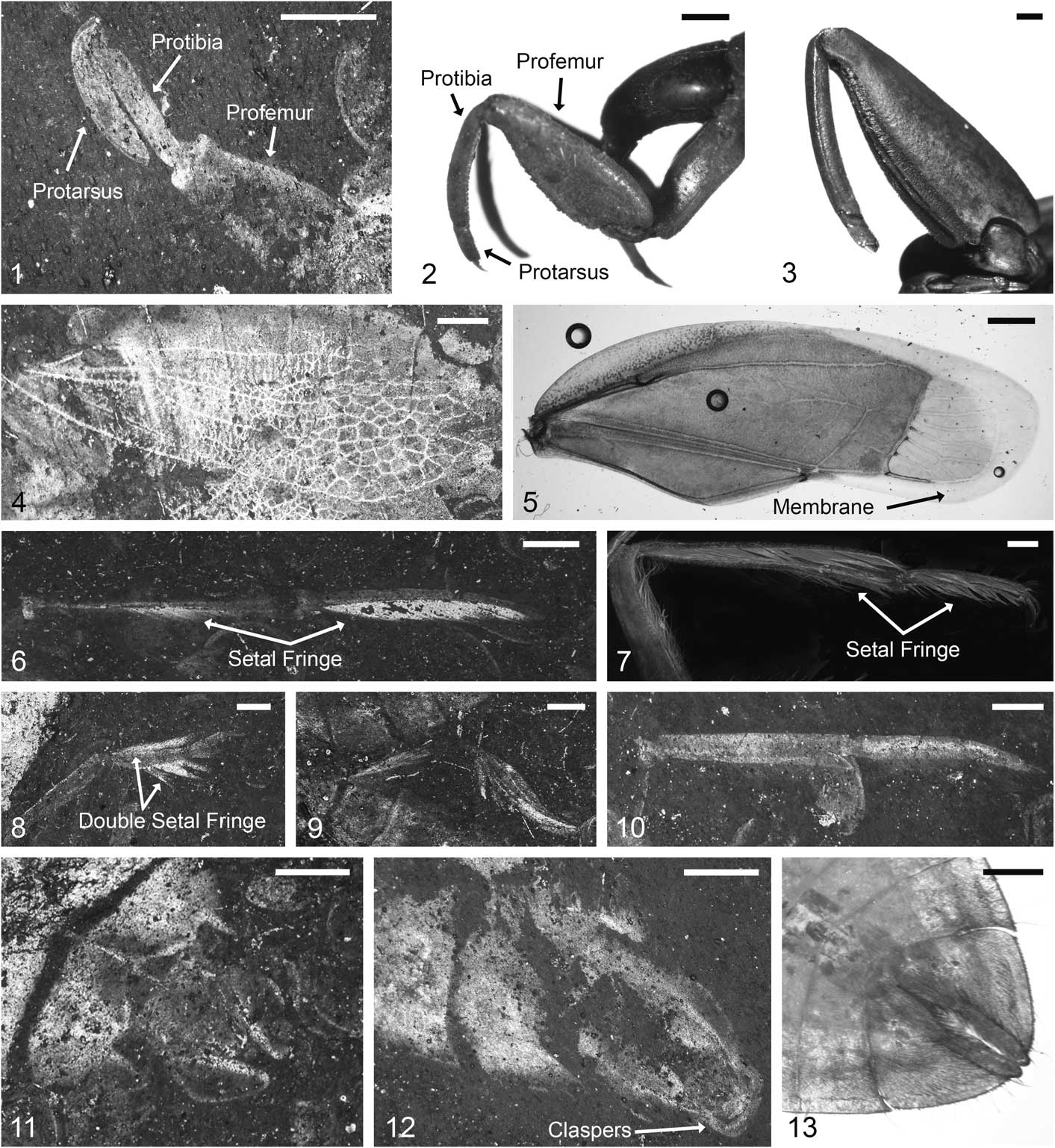 The oldest predaceous water bugs (Insecta, Heteroptera, Belostomatidae ...