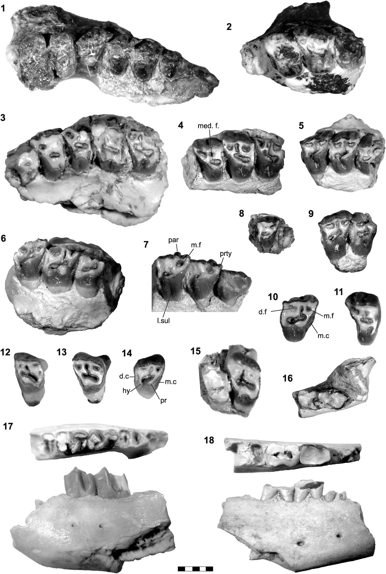 Patagonian Eocene Archaeopithecidae Ameghino, 1897 (Notoungulata ...