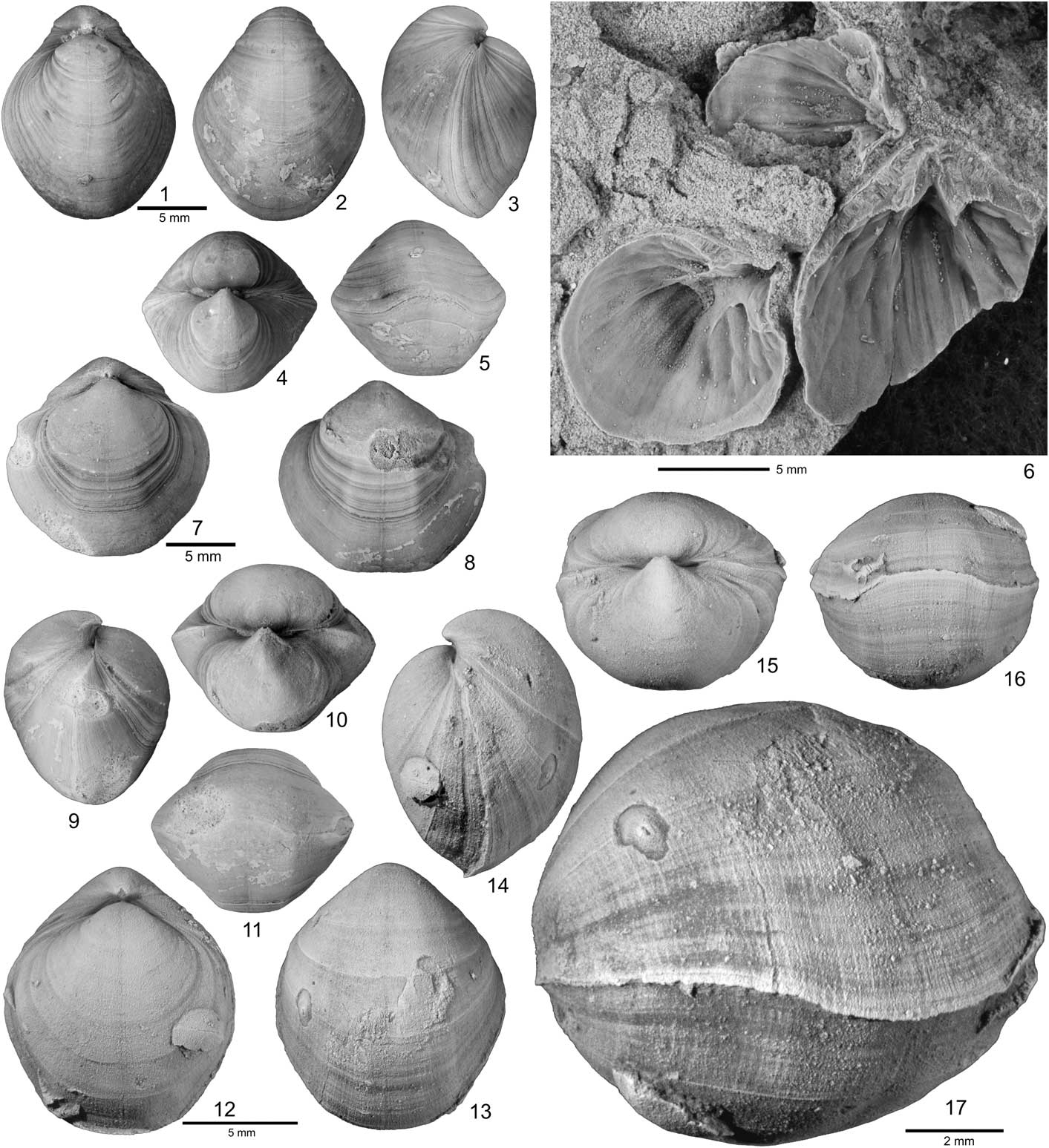 Early athyride brachiopod evolution through the Ordovician-Silurian ...
