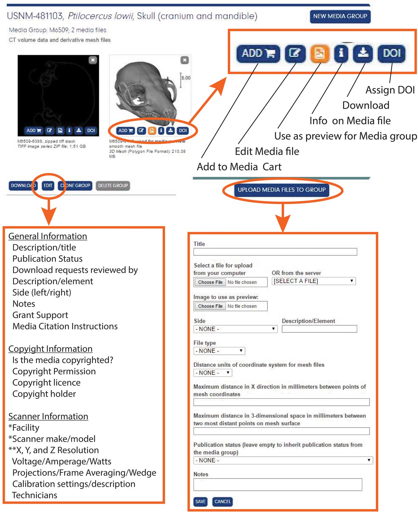 MORPHOSOURCE: ARCHIVING AND SHARING 3-D DIGITAL SPECIMEN DATA | The ...