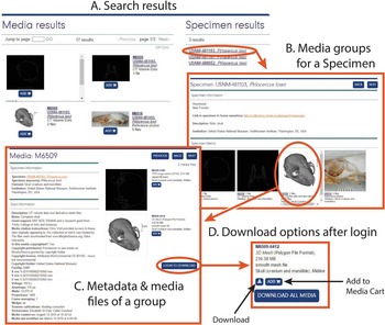 MORPHOSOURCE: ARCHIVING AND SHARING 3-D DIGITAL SPECIMEN DATA | The ...