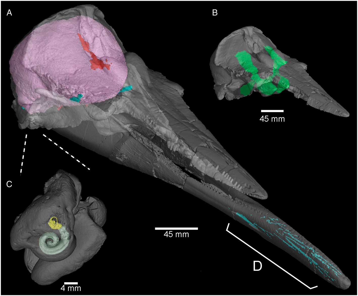 FOSSIL SECRETS REVEALED: X-RAY CT SCANNING AND APPLICATIONS IN ...