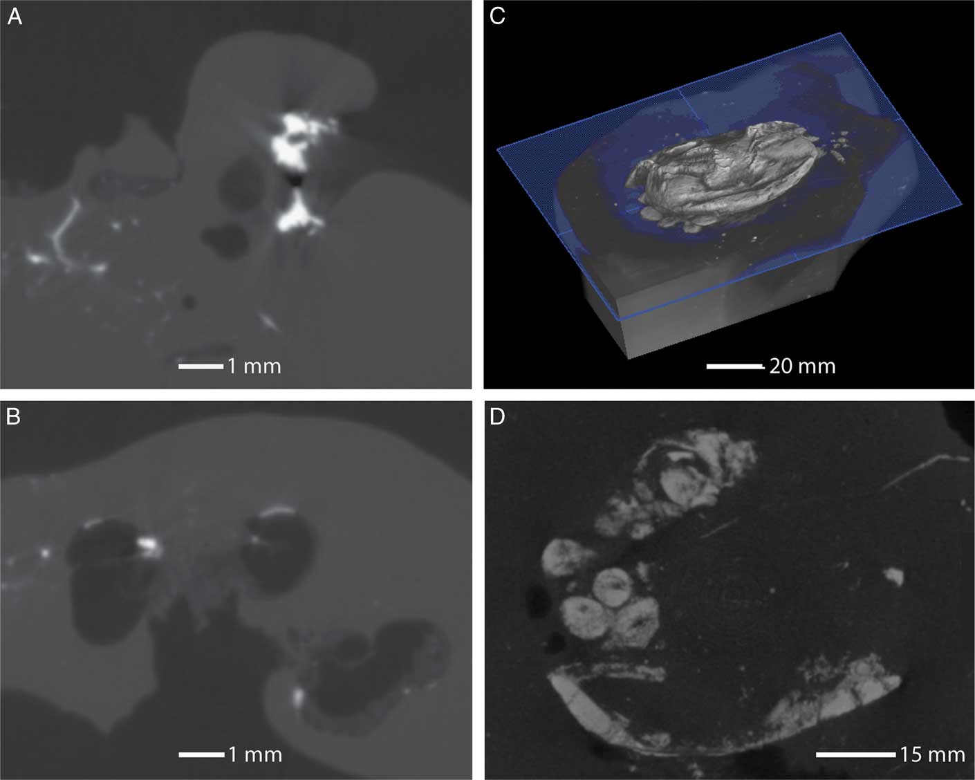 FOSSIL SECRETS REVEALED: X-RAY CT SCANNING AND APPLICATIONS IN ...