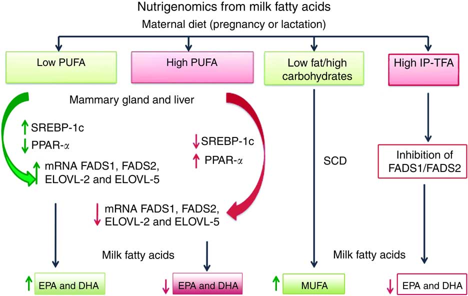 Genomics of lactation: role of nutrigenomics and nutrigenetics in the ...