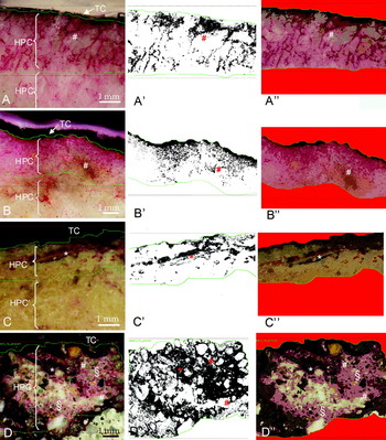 Image analysis for measuring lichen colonization on and within ...