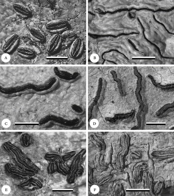 A world-wide key to the genus Graphis (Ostropales: Graphidaceae) | The ...