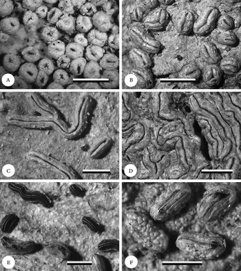A world-wide key to the genus Graphis (Ostropales: Graphidaceae) | The ...