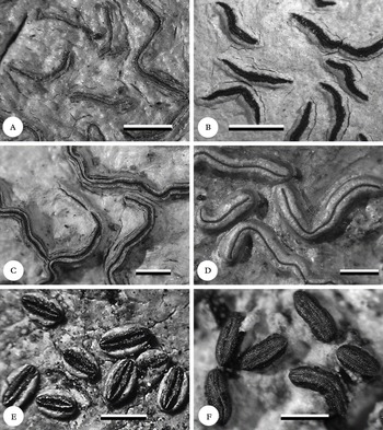 A world-wide key to the genus Graphis (Ostropales: Graphidaceae) | The ...