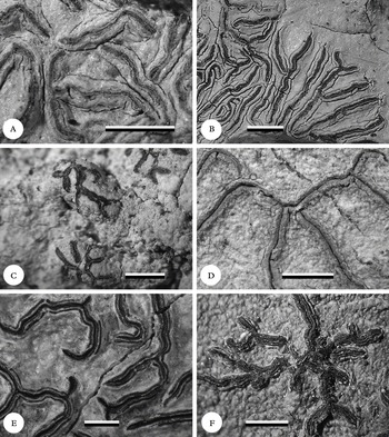 A world-wide key to the genus Graphis (Ostropales: Graphidaceae) | The ...
