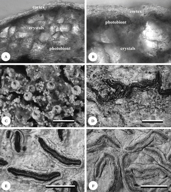A world-wide key to the genus Graphis (Ostropales: Graphidaceae) | The ...